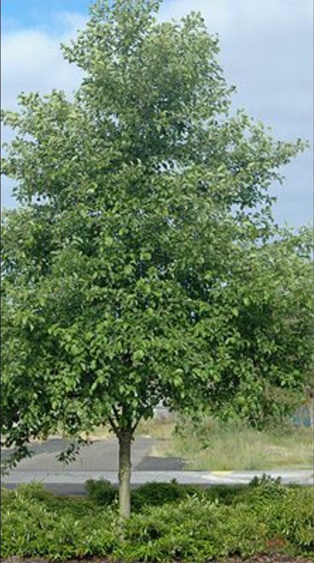 Red Alder Alnus Rubra 1-2 Year Sapling Organically Grown 8-12 " Root to ...