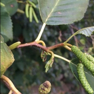 Red Alder Alnus Rubra 1-2 Year Sapling Organically Grown 8-12 " Root to ...