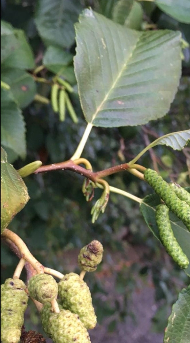 Red Alder Alnus Rubra 1-2 Year Sapling Organically Grown 8-12 " Root to ...