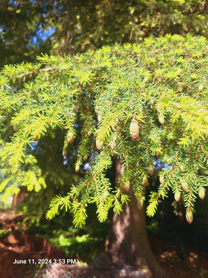 Western Hemlock Sapling 2-3 Year 8-12" Root to Tip Organically Grown ...