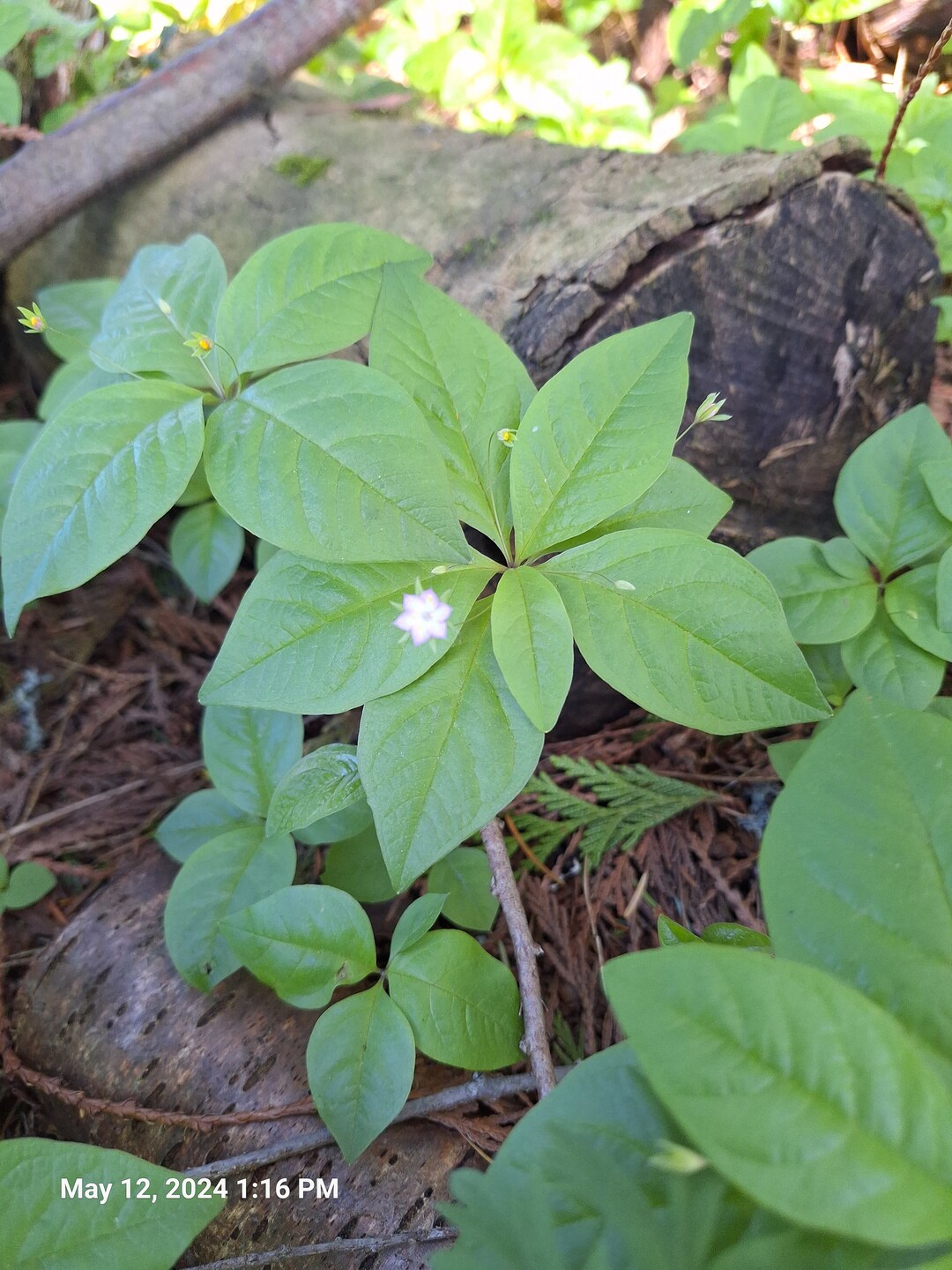 Pacific Starflower, Lysimachia Latifolia, Broad-leaved Starflower ...