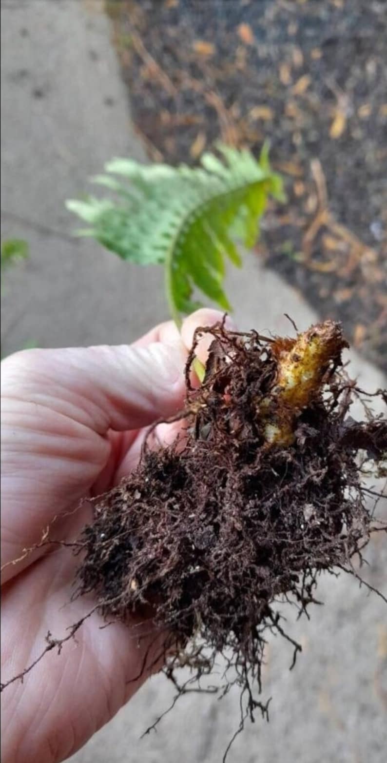 Licorice Fern X3 Organic Rhizomes - Etsy