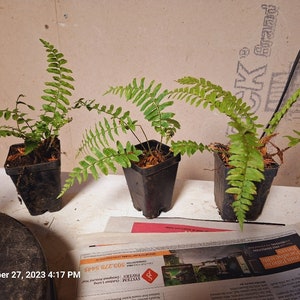 Western Sword Fern Organic Pnw Native Fern - Etsy