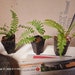 Western Sword Fern Organic Pnw Native Fern - Etsy