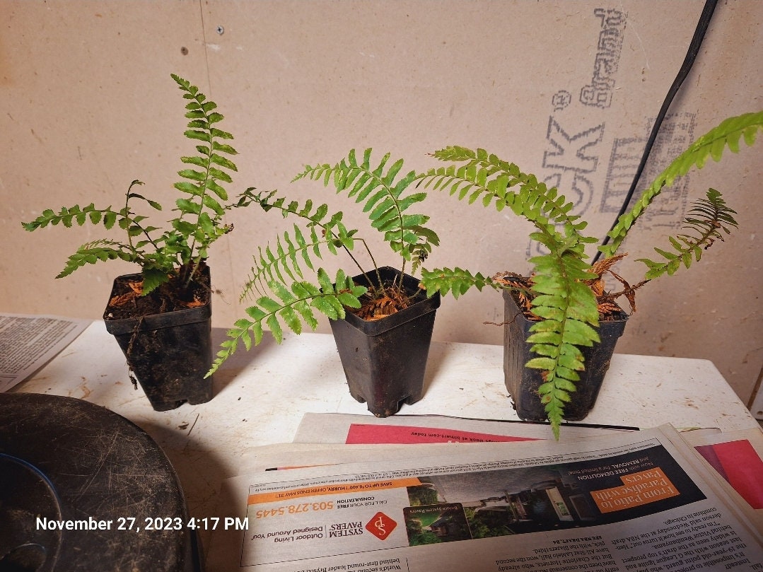 Western Sword Fern Organic Pnw Native Fern - Etsy