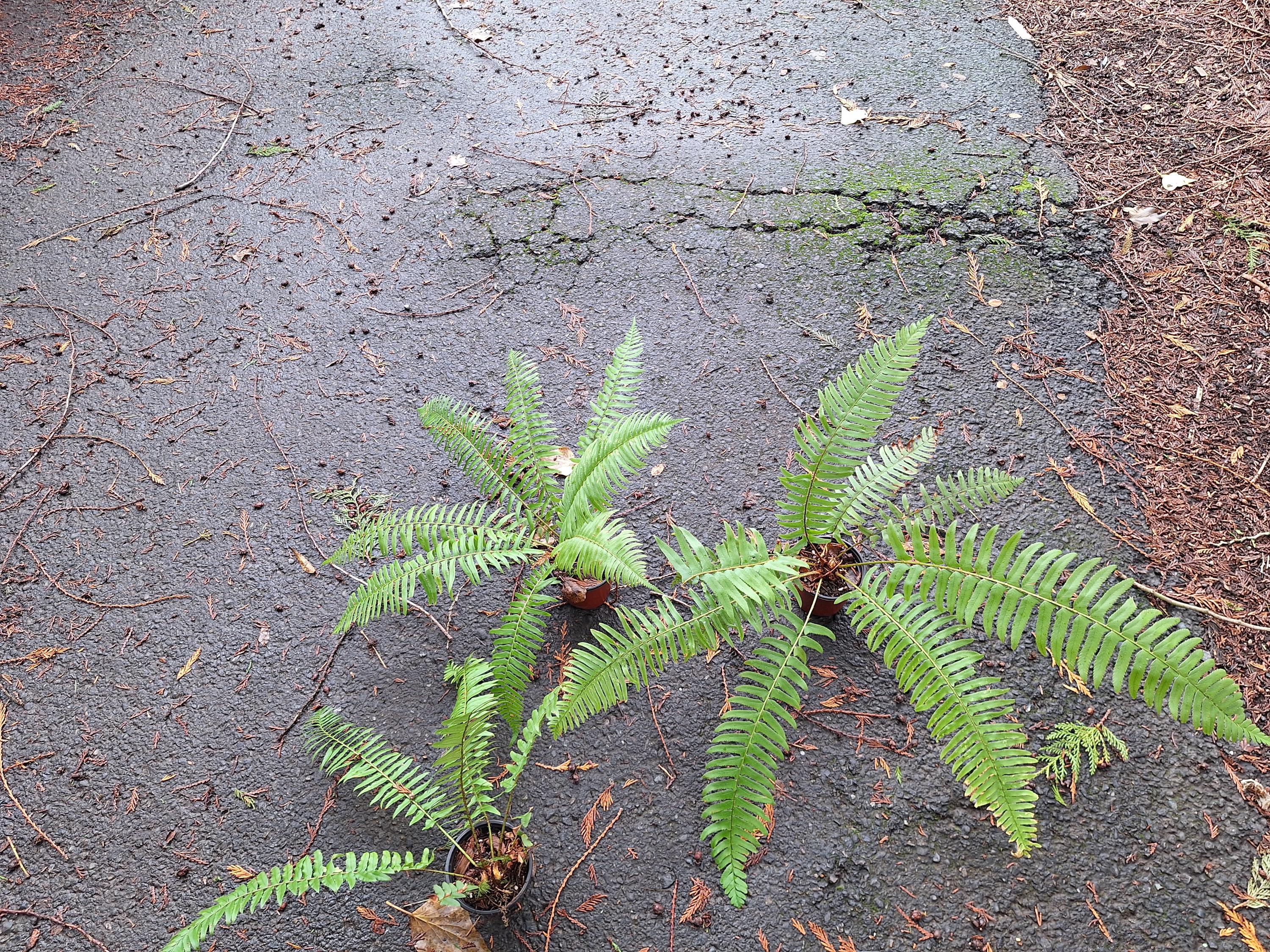 Western Sword Fern Organic Pnw Native Fern - Etsy