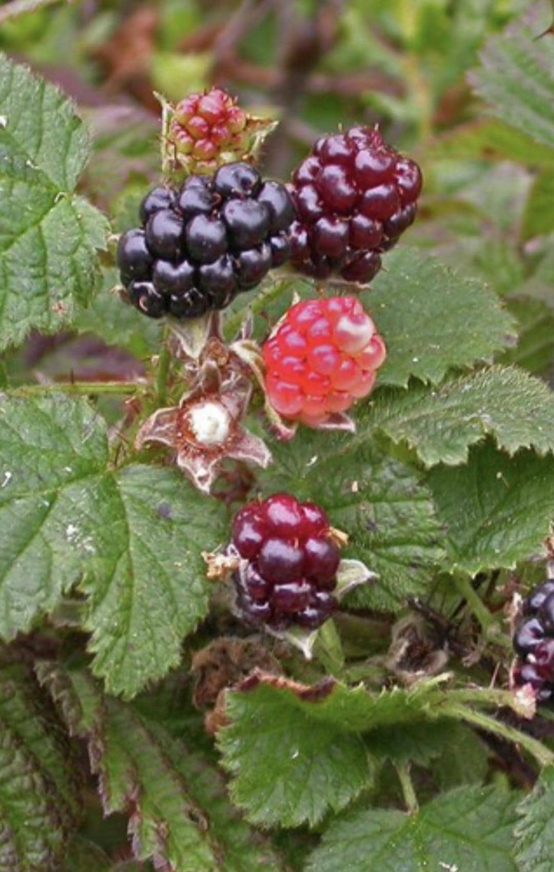 California Trailing Blackberry, Pacific Blackberry, Rubus Ursinus ...