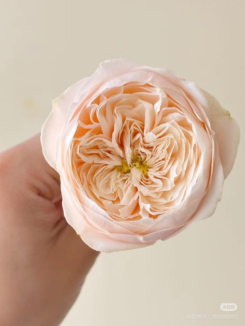 Rose Plant "darlington" | Own-root - Etsy