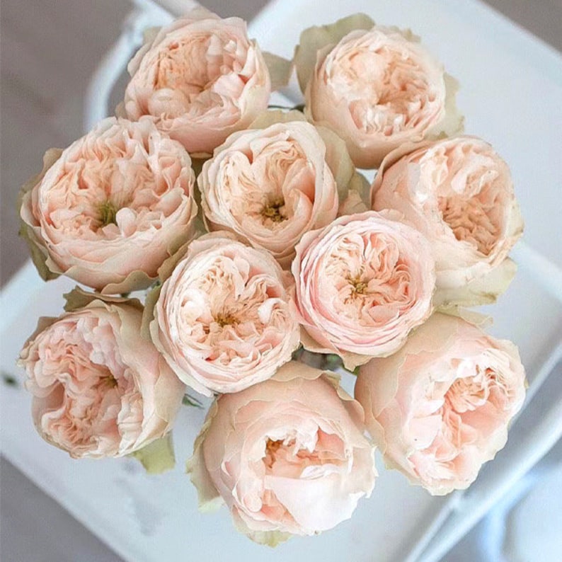 Rose Plant "darlington" | Own-root - Etsy