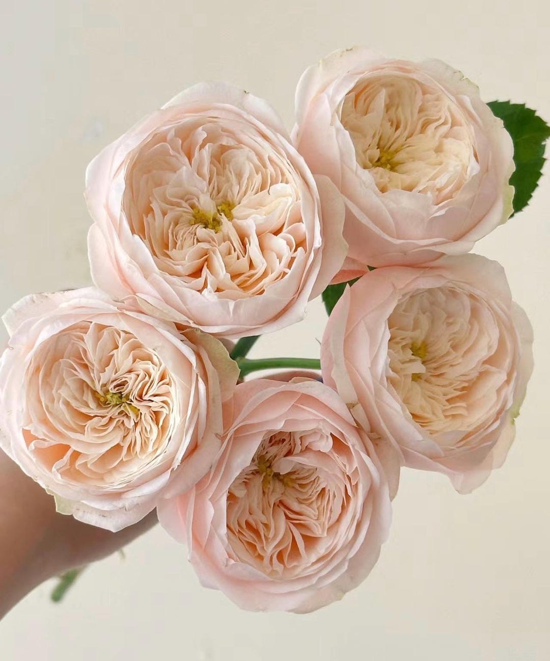 Rose Plant "darlington" | Own-root - Etsy