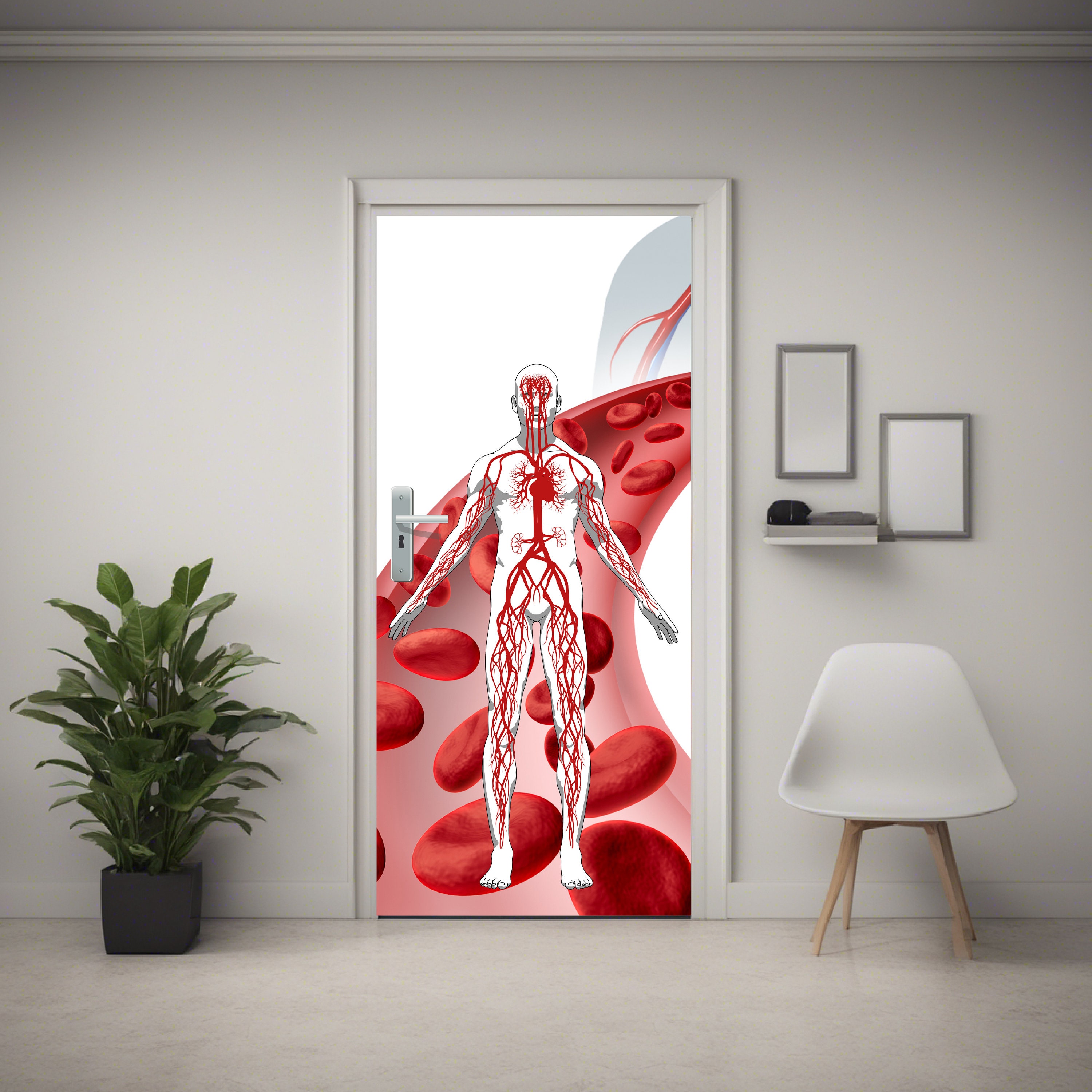 Human Anatomy Label, Healthy Human Body Sticker for Hospital Doors ...
