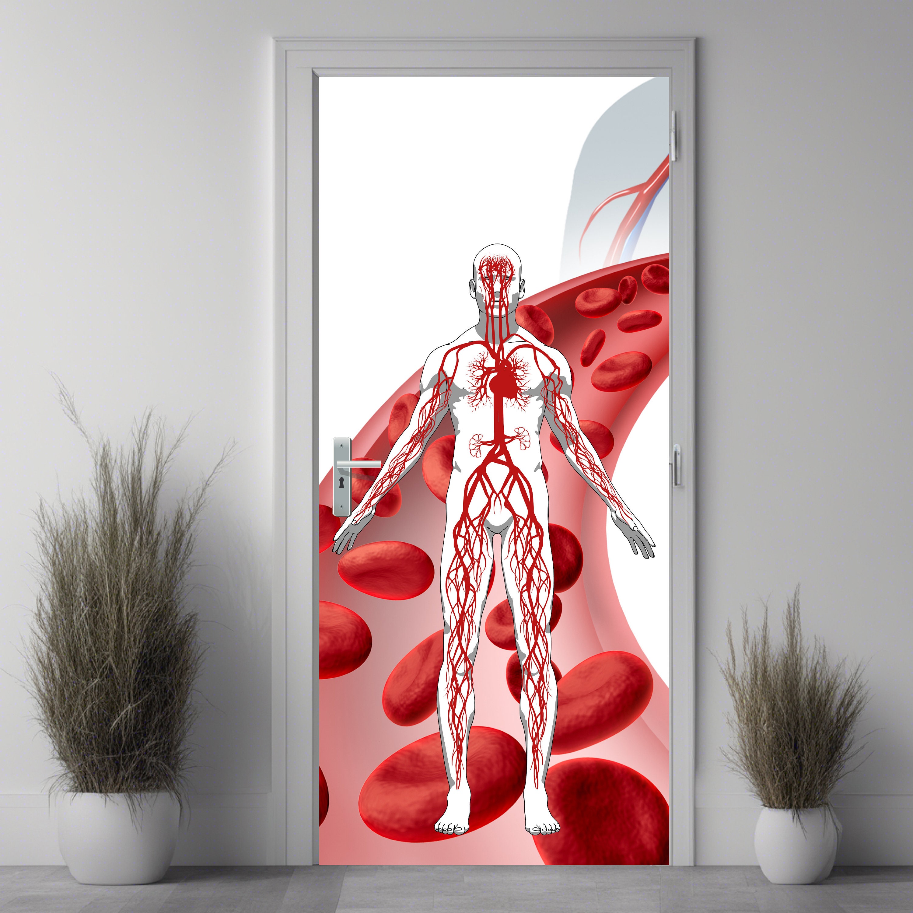 Human Anatomy Label, Healthy Human Body Sticker for Hospital Doors ...