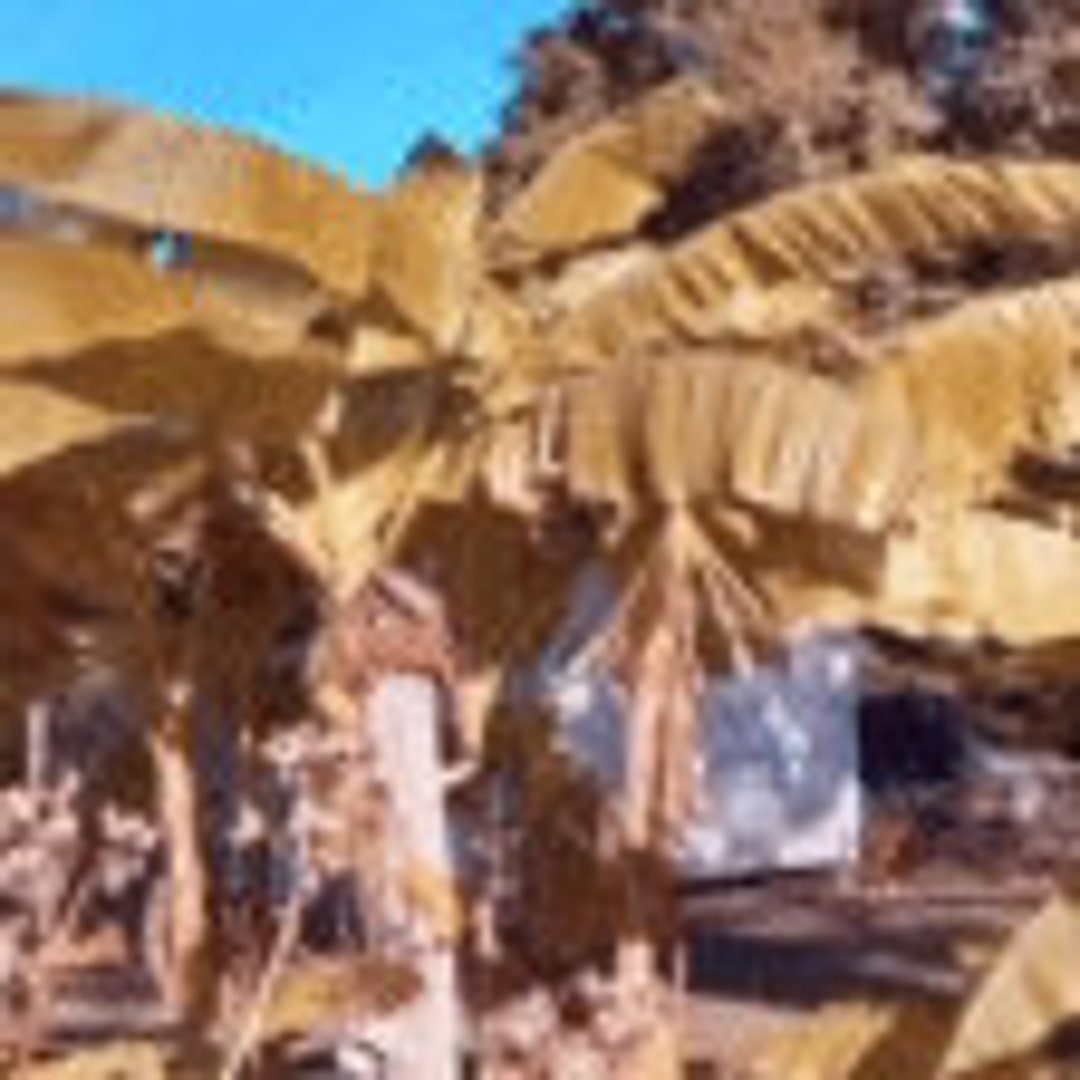 Animated Twitch Emote Nature in Reverse - Etsy