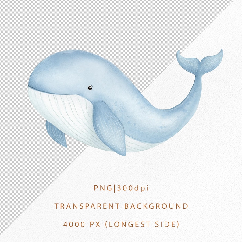 Cute Whale PNG Clipart, Watercolor Sea Animal Illustration, Ocean Baby ...