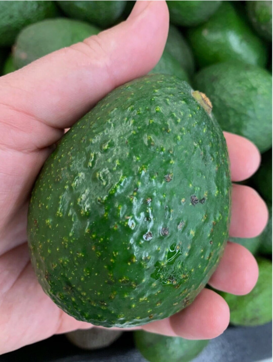 Fresh Hass Avocados (pack of 20) the Actual Fruit - Etsy