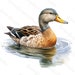 Ducks Clipart - Farm Animals Png, Duck Png, Sublimation Design, Digital ...