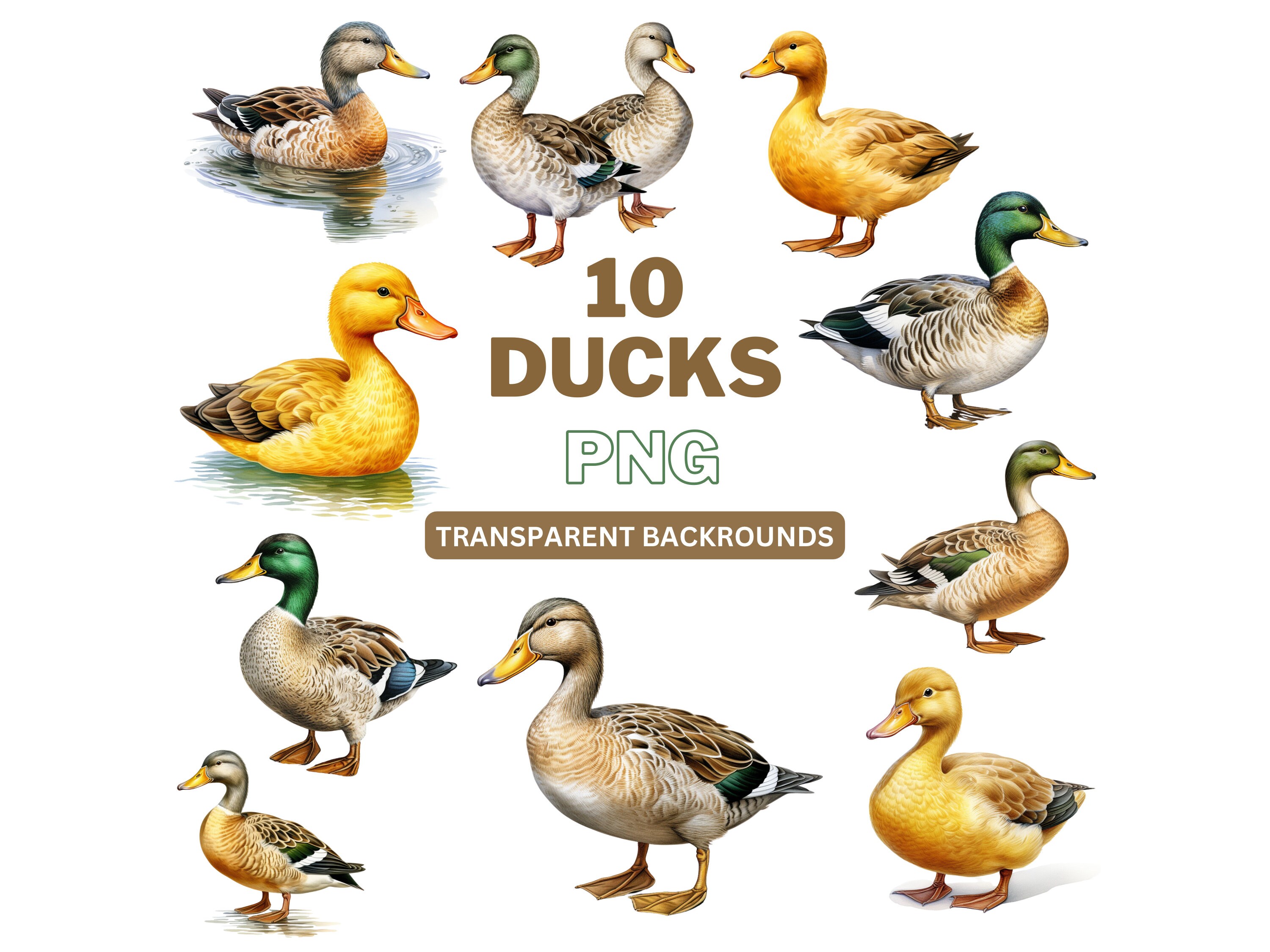 Ducks Clipart - Farm Animals Png, Duck Png, Sublimation Design, Digital ...