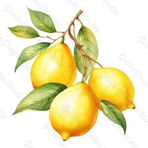 Lemon Clipart, Watercolor Lemon Png, Fruit Clipart, Summer Clipart for ...