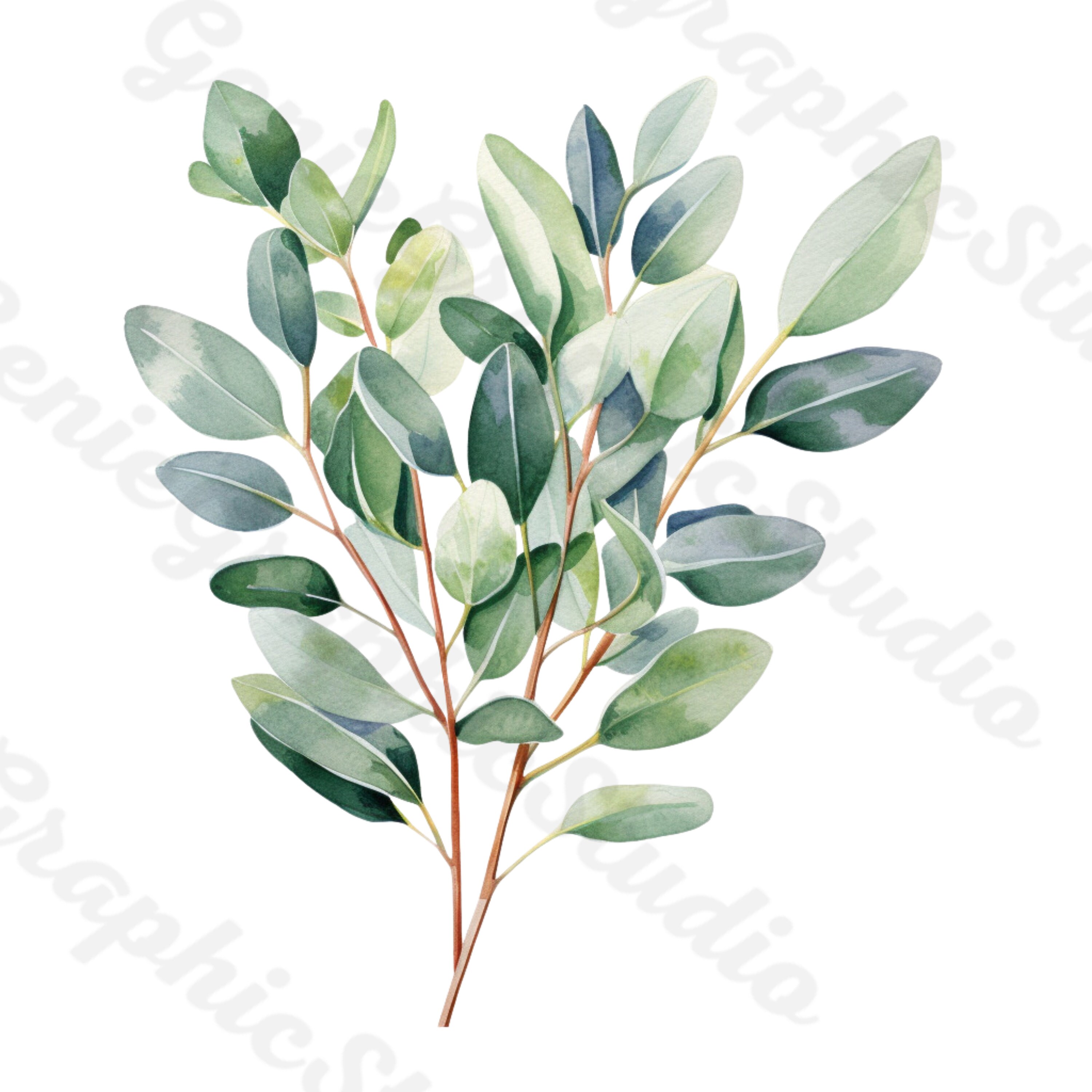Watercolor Eucalyptus Clipart: Greenery Foliage PNG (digital Download ...