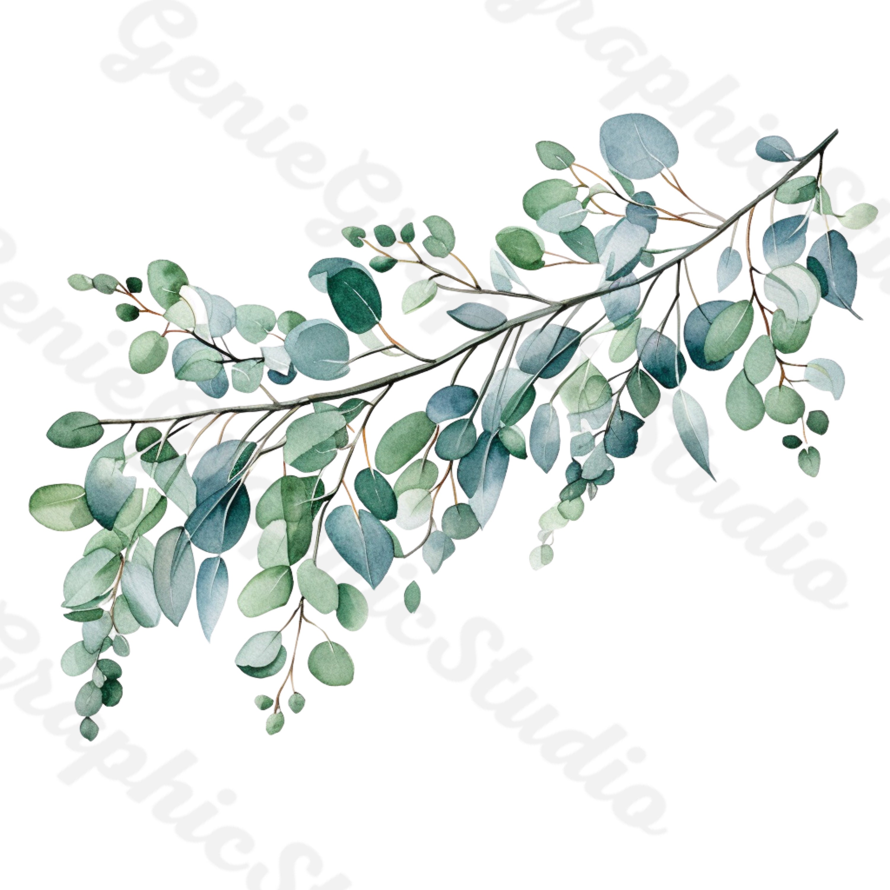 Watercolor Eucalyptus Clipart: Greenery Foliage PNG (digital Download ...