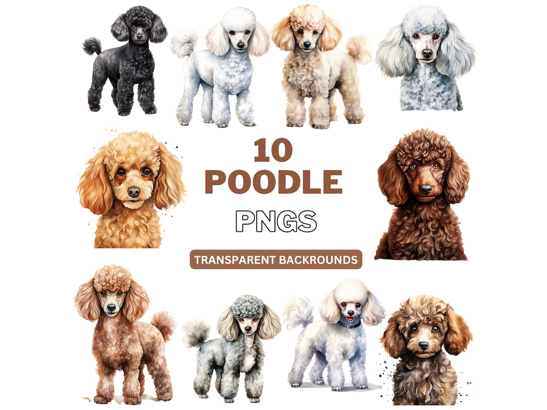 Poodle PNG Bundle - Dog PNG, Dog Clipart, High Quality Graphics, T ...