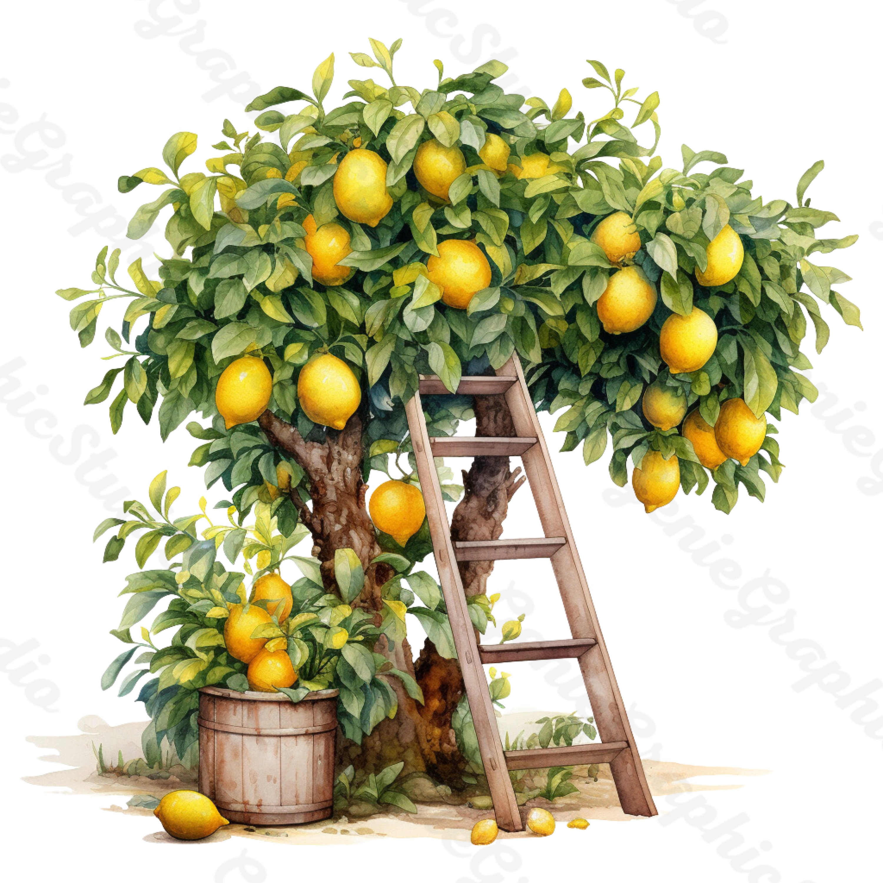 Lemon PNG Bundle - Lemon Clipart, Summer Png, Spring Png, Fruit PNG ...