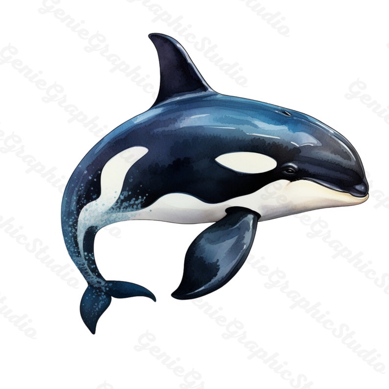 Ocean Clipart, Watercolor Sea Creatures, Dolphin PNG, Orca Whale for ...