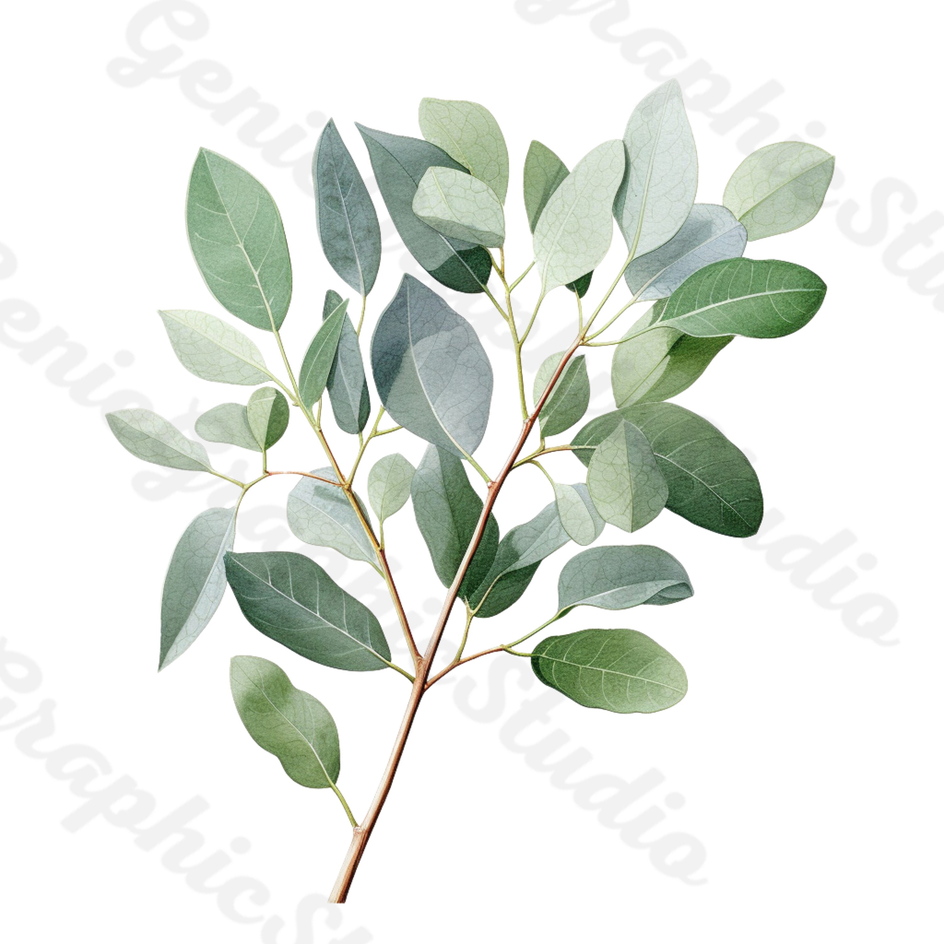 Watercolor Eucalyptus Clipart: Greenery Foliage PNG (digital Download ...