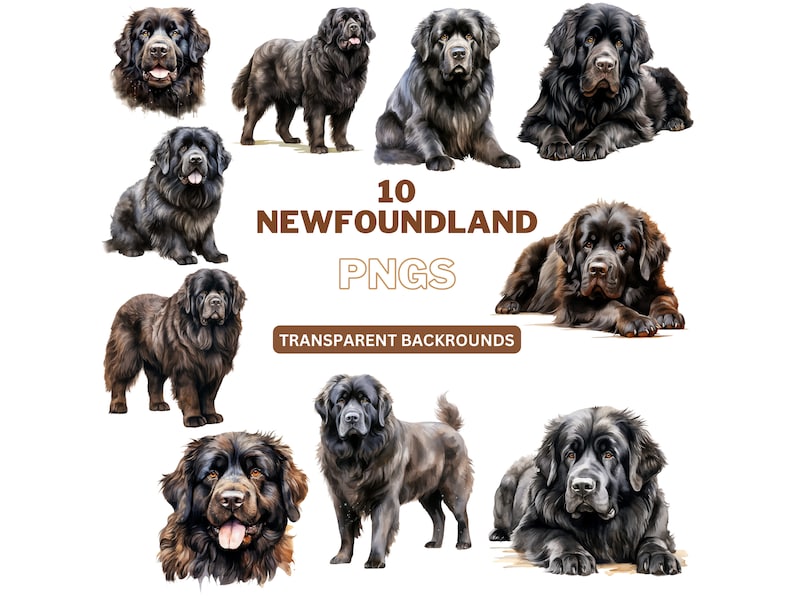 Newfoundland PNG Bundle, Dog PNG, Dog Clipart, Printable Dog Art for ...