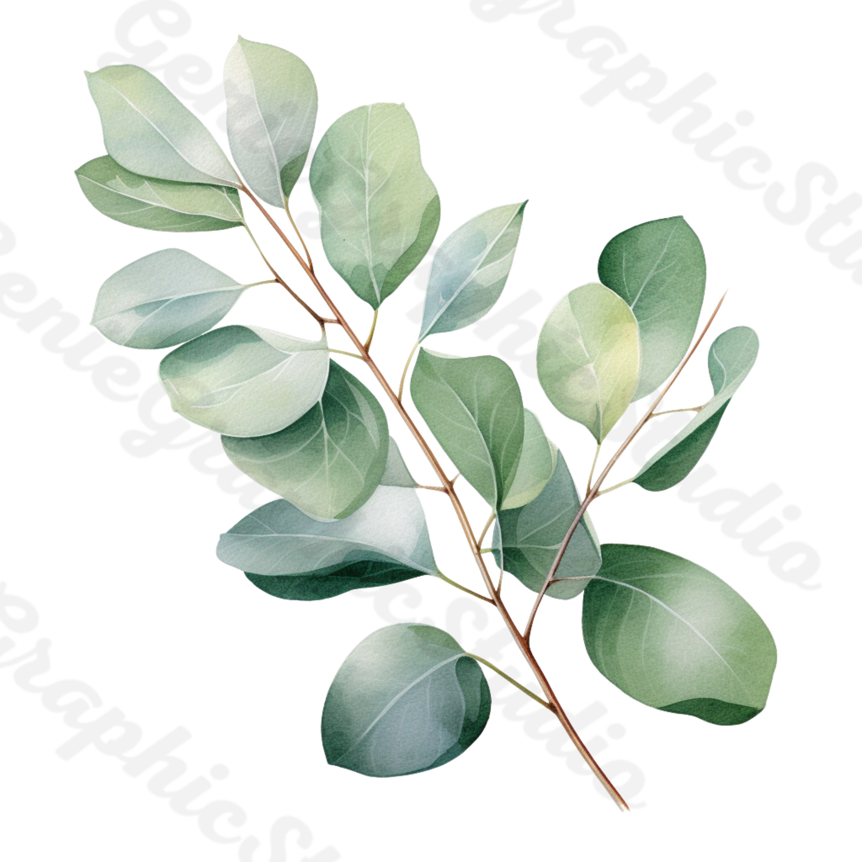 Watercolor Eucalyptus Clipart: Greenery Foliage PNG (digital Download ...