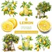 Lemon PNG Bundle Lemon Clipart, Summer Png, Spring Png, Fruit PNG ...