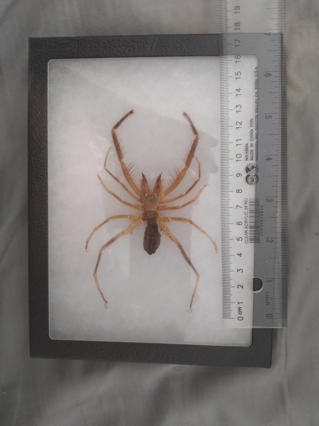 Scary Big Camel Spider, Dinorhax Rostrumpsittaci, 123 Mm Leg Span ...