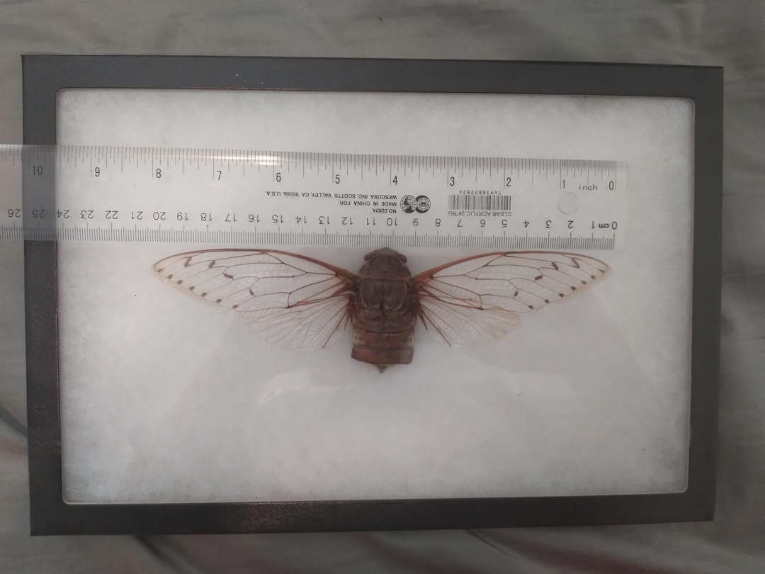 World's Largest Cicada, Megapomponia Imperatora, 207mm Wingspan ...