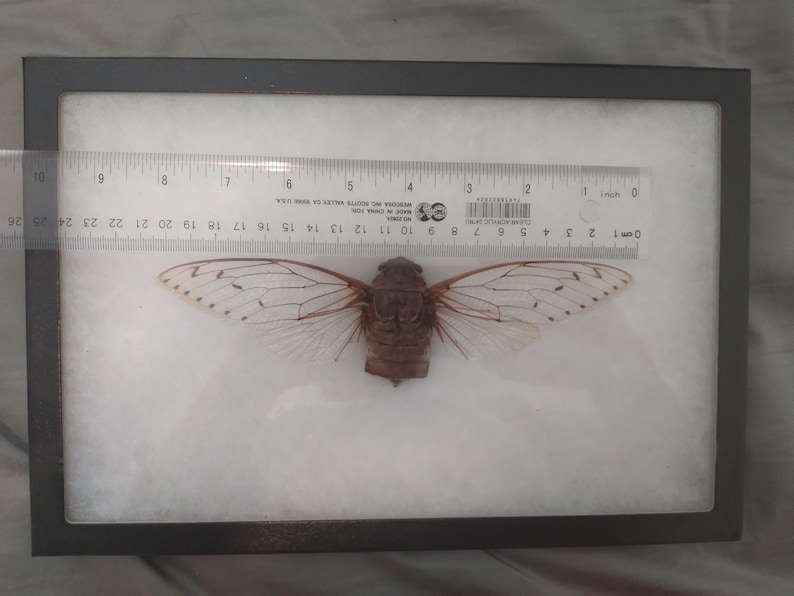 World's Largest Cicada, Megapomponia Imperatora, 207mm Wingspan ...