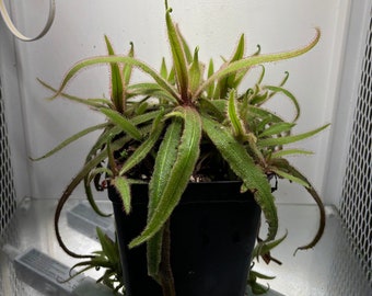 Fresh Seeds-drosera Hookeri, Australian Winter Growing Tuberous Sundew ...