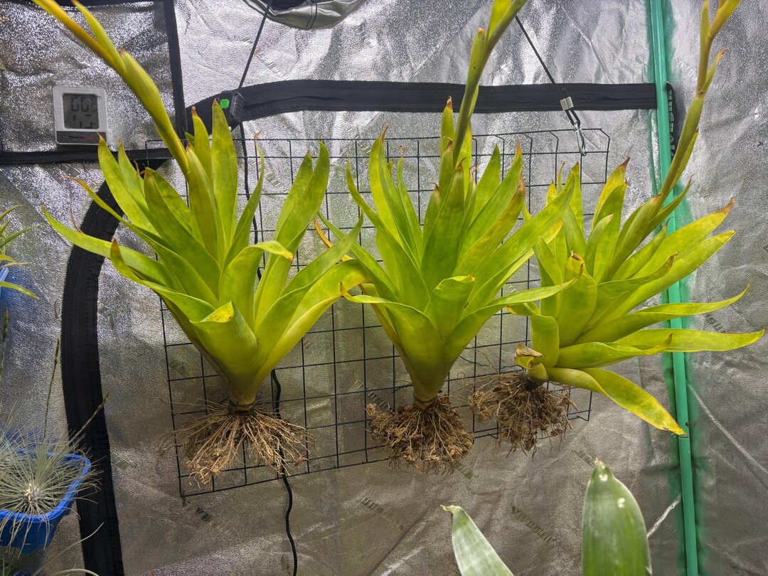 Catopsis Berteroniana - Etsy