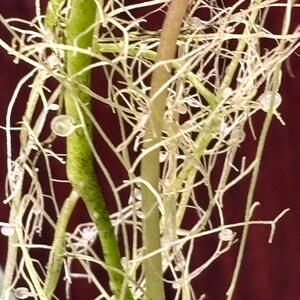 Utricularia Nelumbifolia Rare Bladderwort - Etsy