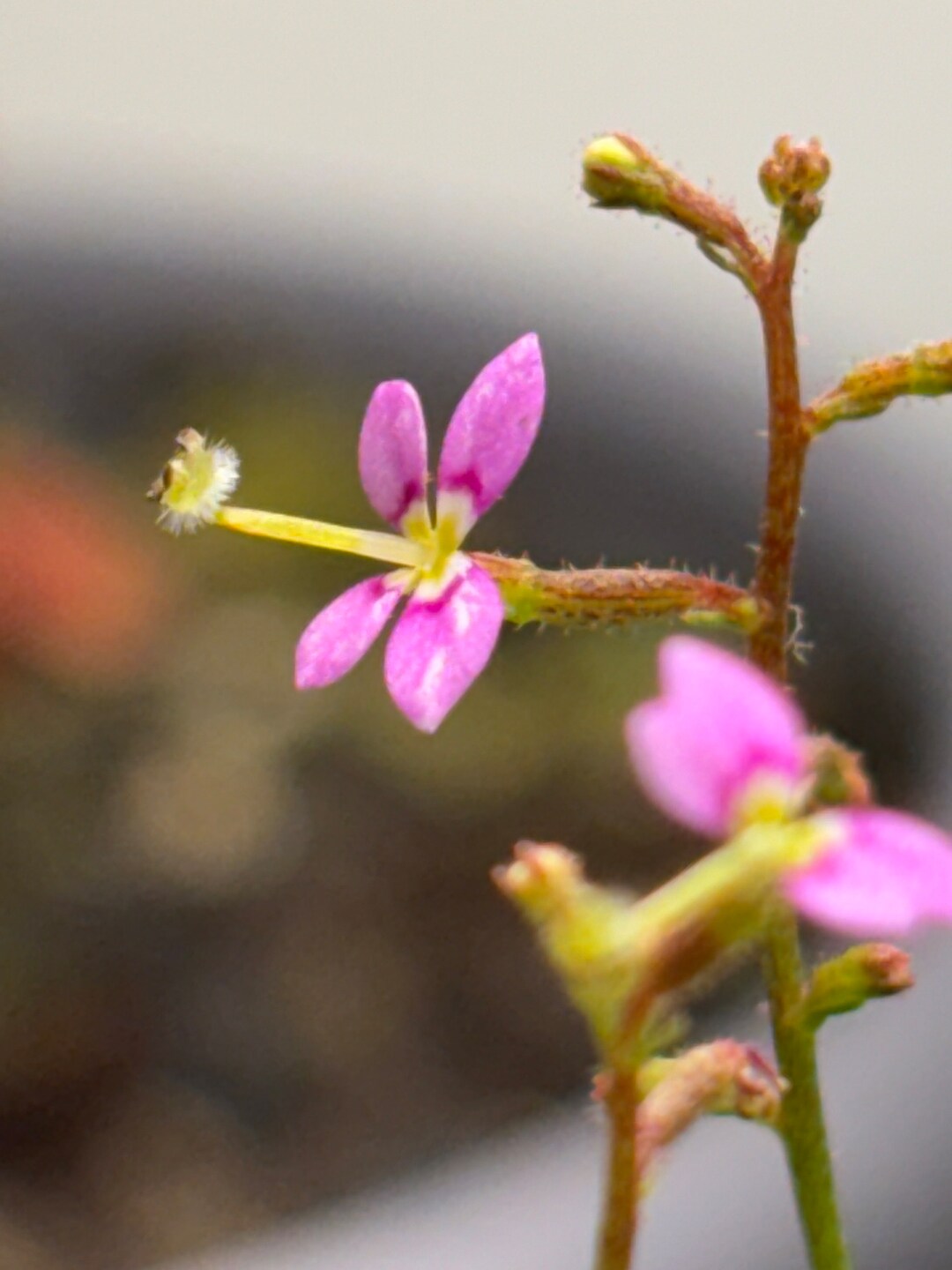 Stylidium Debile Trigger-plant - Etsy