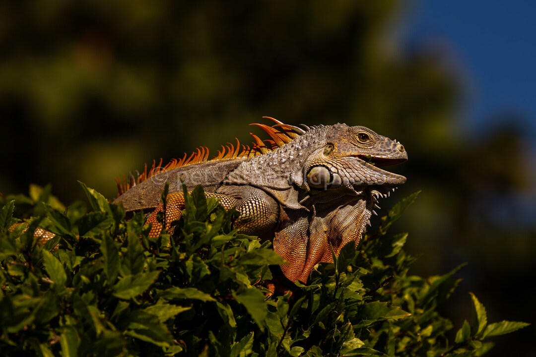 Iguana Portrait Photo Print Iguana Wildlife Photography, Reptile Art ...