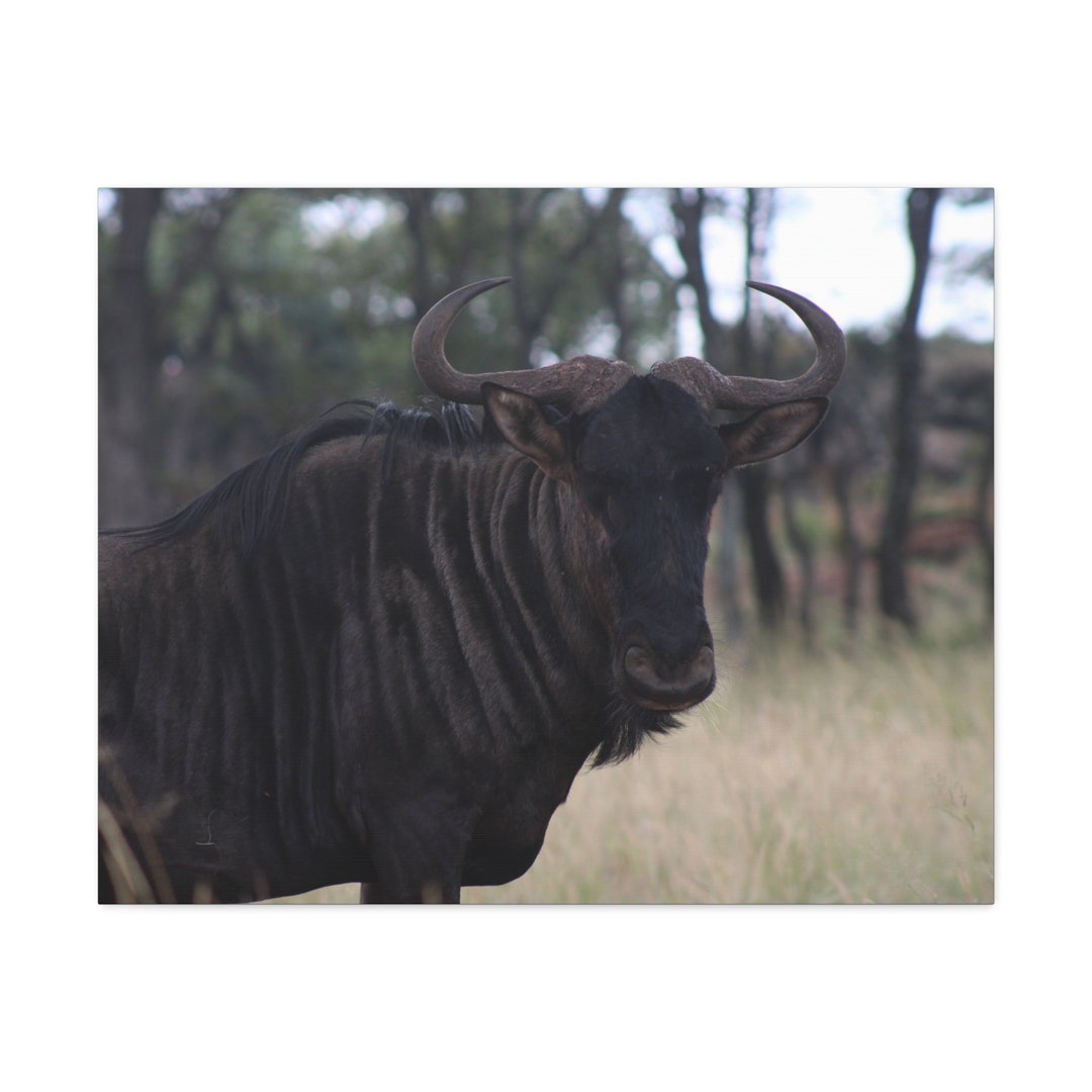 Blue Wildebeest, Satin Canvas, Stretched - Etsy