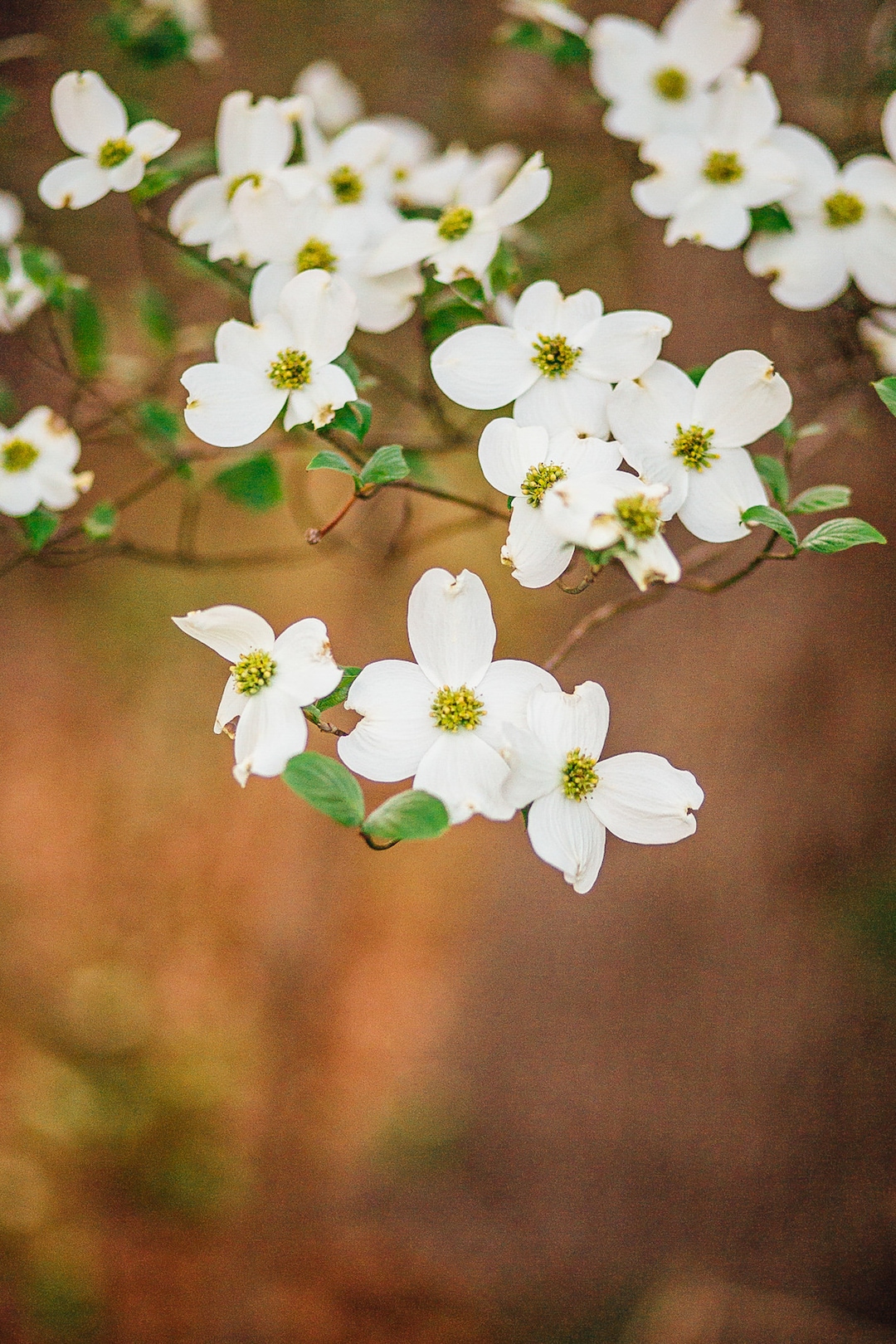Dogwood Tree Flower Gift Photography Printable Dogwood Flower Art ...