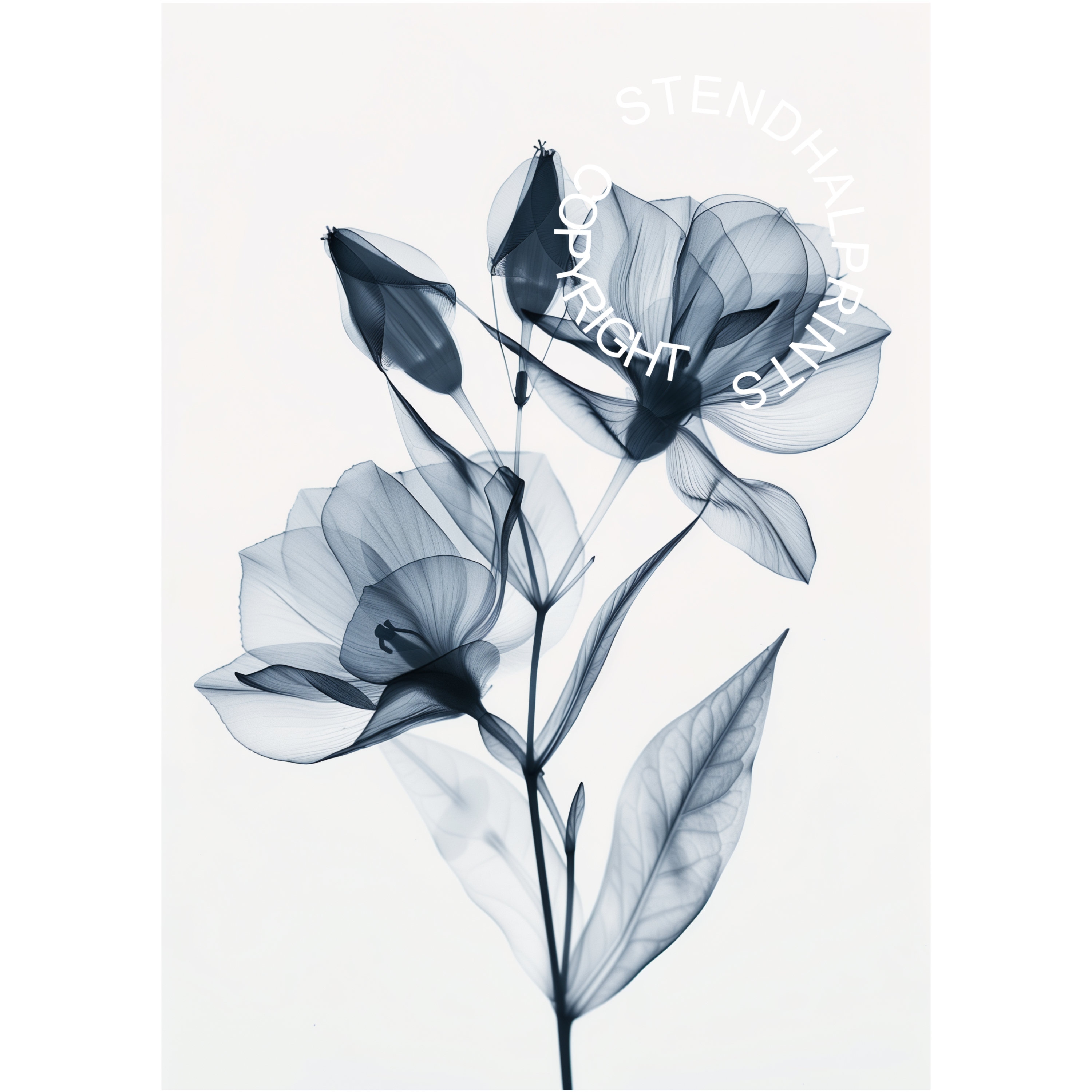 Artistic "x-ray Flora" Print | Ethereal Blue Floral X-ray Photography ...