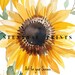Sunflower Symphony Wall Art "sunflower Symphony" | Floral Print Decor ...
