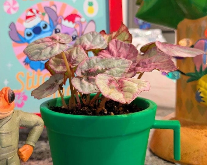 Sapo Concho Figurine Watering Plants | Puerto Rican Coqui Frog | DTMF ...