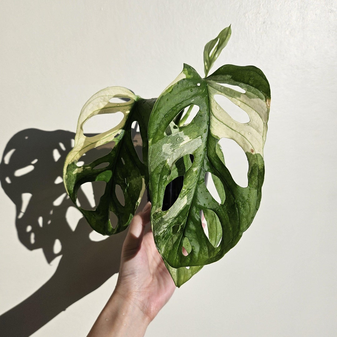 Tri-color Variegated Monstera Adansonii Albo Mint Swiss Cheese - Etsy