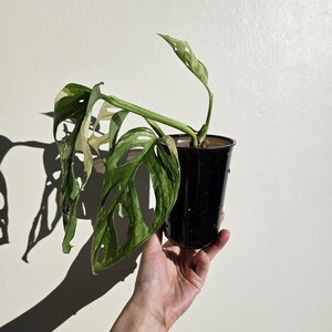 Tri-color Variegated Monstera Adansonii Albo Mint Swiss Cheese - Etsy