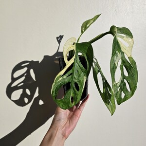 Tri-color Variegated Monstera Adansonii Albo Mint Swiss Cheese - Etsy