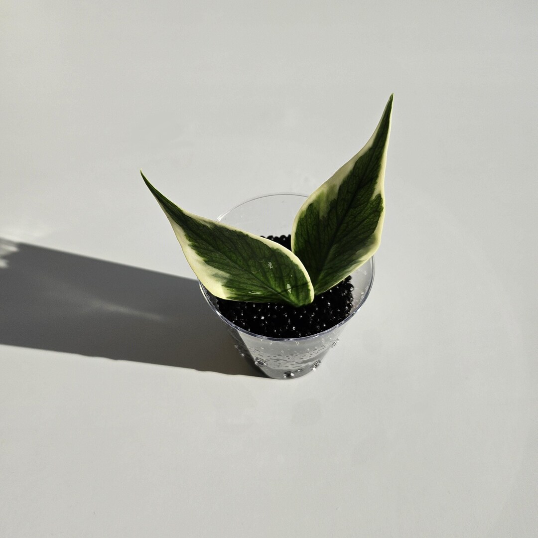 Hoya Polyneura Albo Fishtail - Etsy