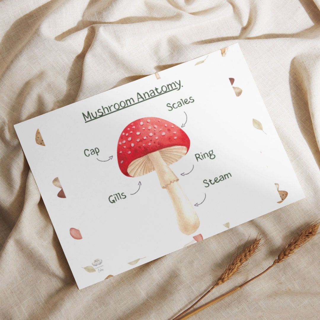 Mushroom Anatomy, Lifecycle and Visual Sheet Set- Learn About the Fun ...