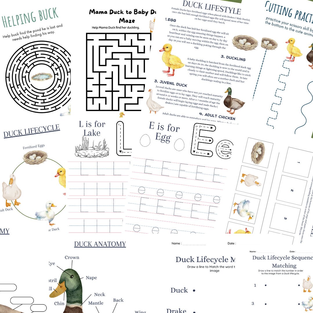 DUCK Unit Study| Life Cycle| Anatomy| Nature Study | Science ...